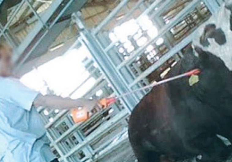 Tnuva to give animal rights groups NIS 2.7m. for slaughterhouse abuse ...