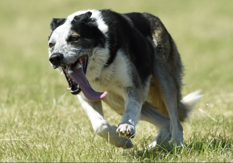 Two dogs burn to death after arsonists in North set fire to animal ...