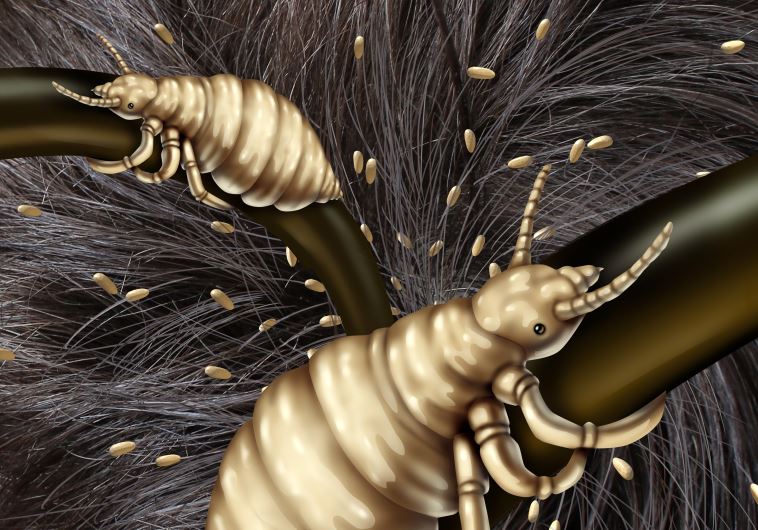 Banish the third plague: one mother’s plea - The Jerusalem Post