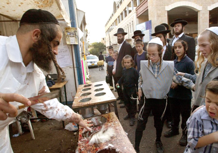 Flanders bans religious slaughter - The Jerusalem Post