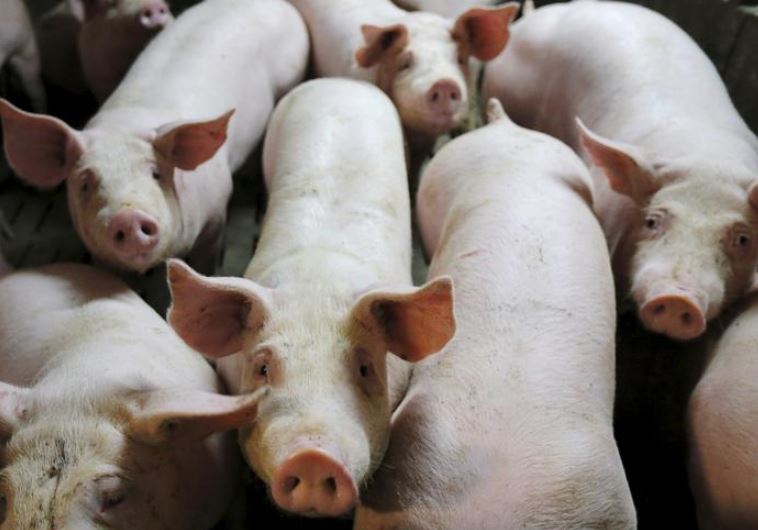 Romanian minister compares killing sick pigs to Auschwitz - Diaspora ...