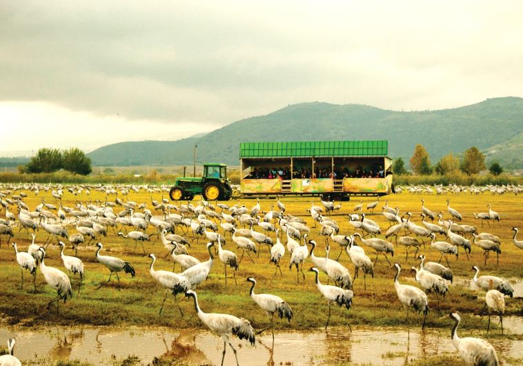 The Hula valley and lake - Magazine - Jerusalem Post