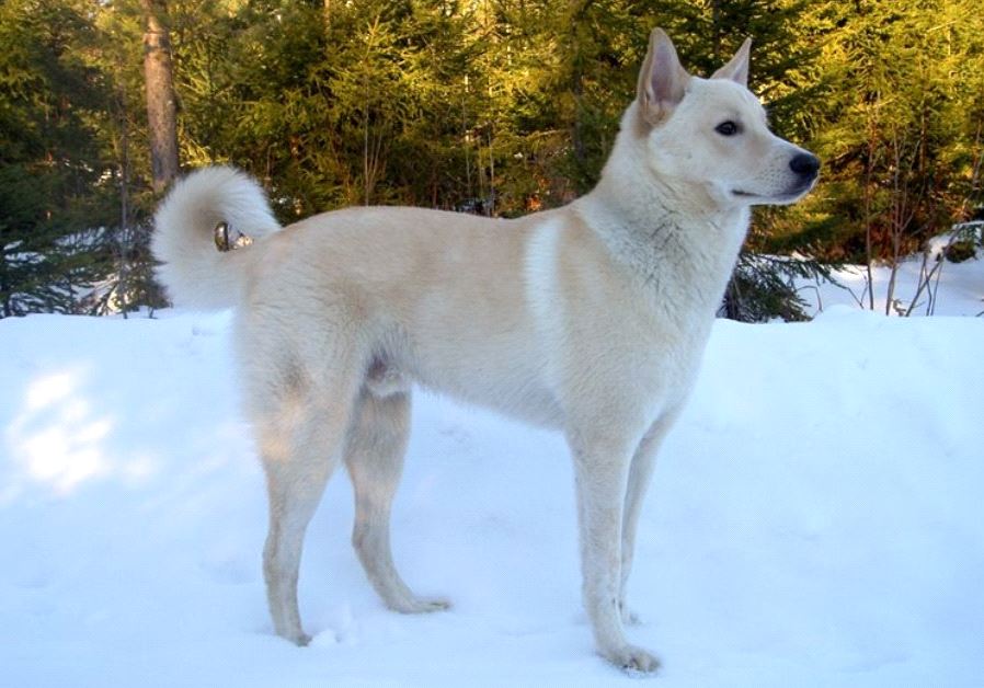 Israel shuts down breeding grounds of country's unofficial national dog ...
